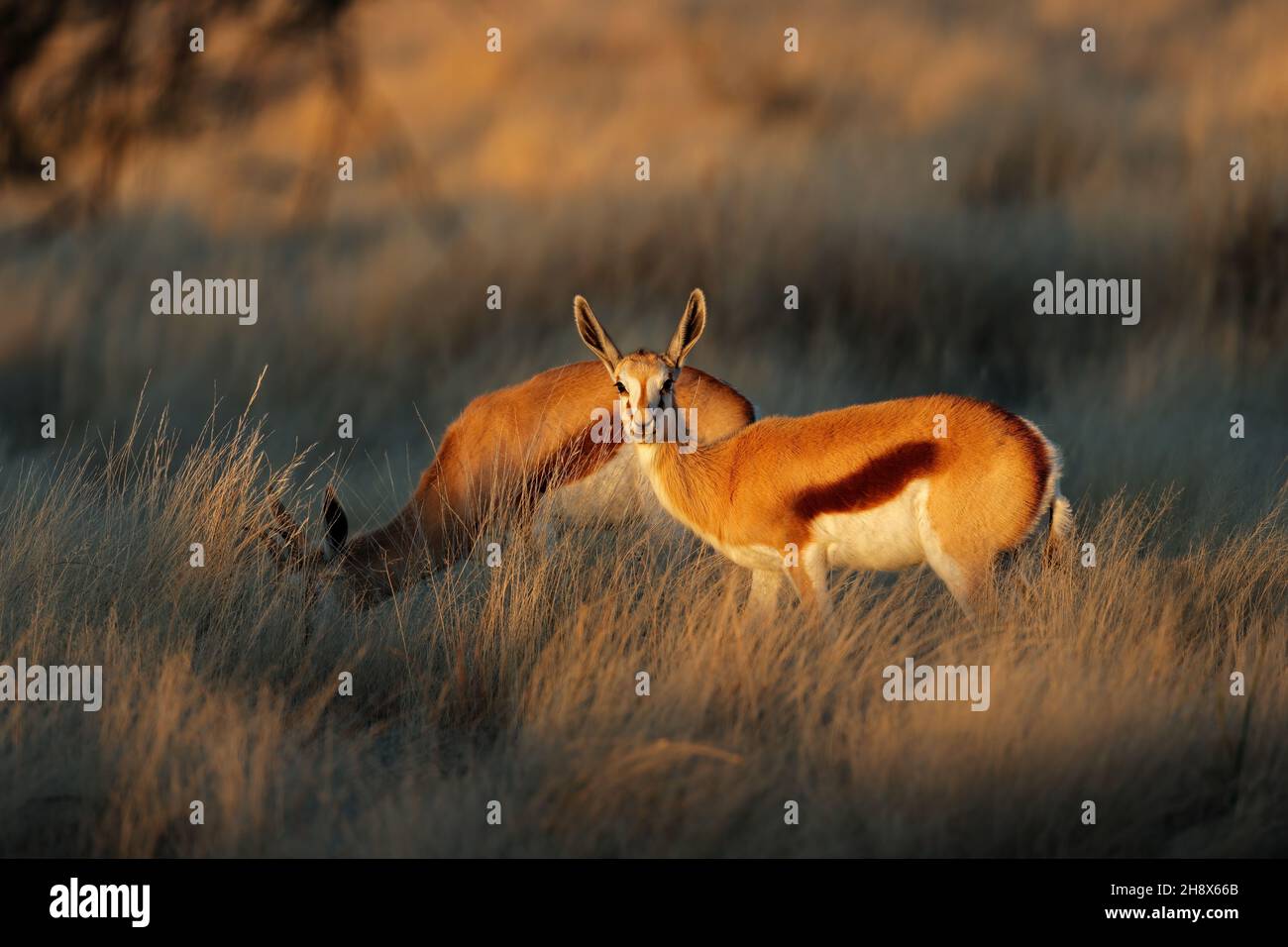 Springbok antelopes in late afternoon hi-res stock photography and ...