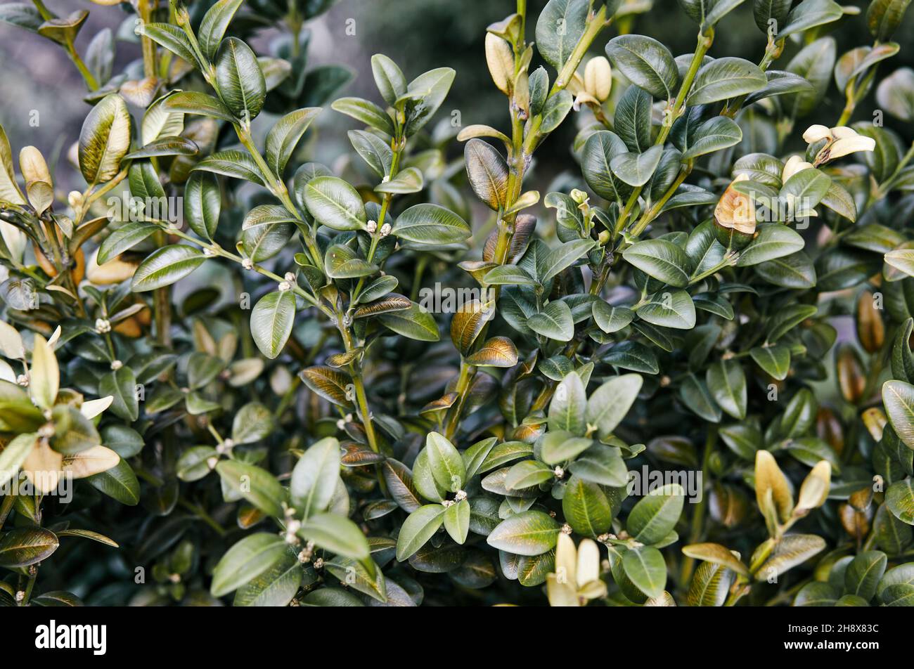 Shrub wall hi-res stock photography and images - Alamy