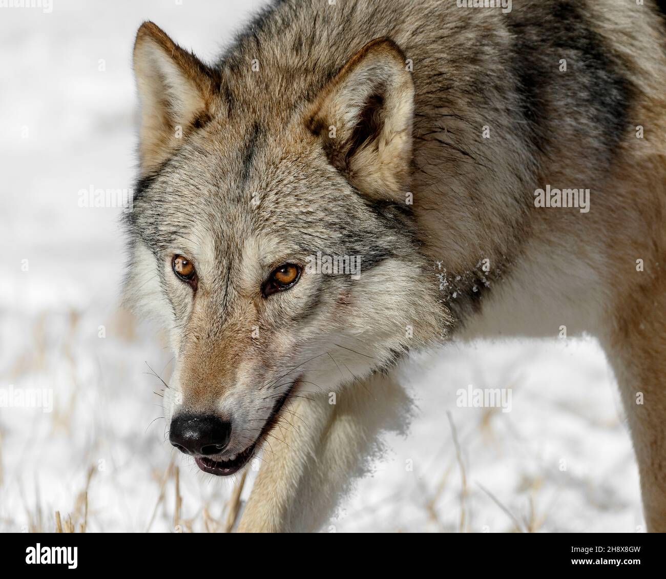 Wolfish hi-res stock photography and images - Alamy