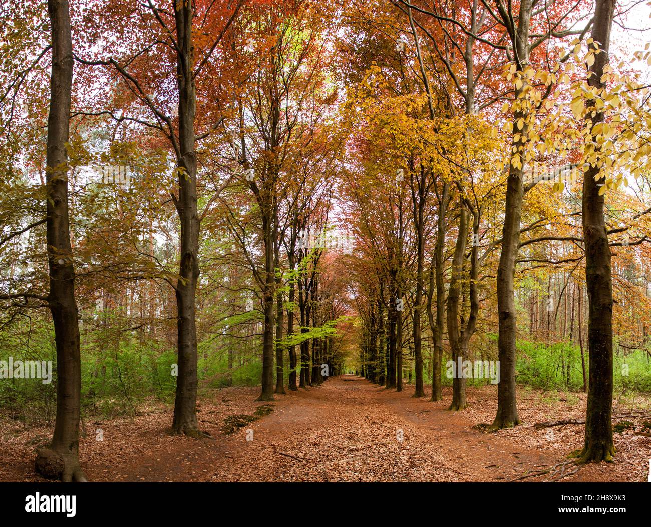 Colorful beech tree alley in early spring Stock Photo - Alamy