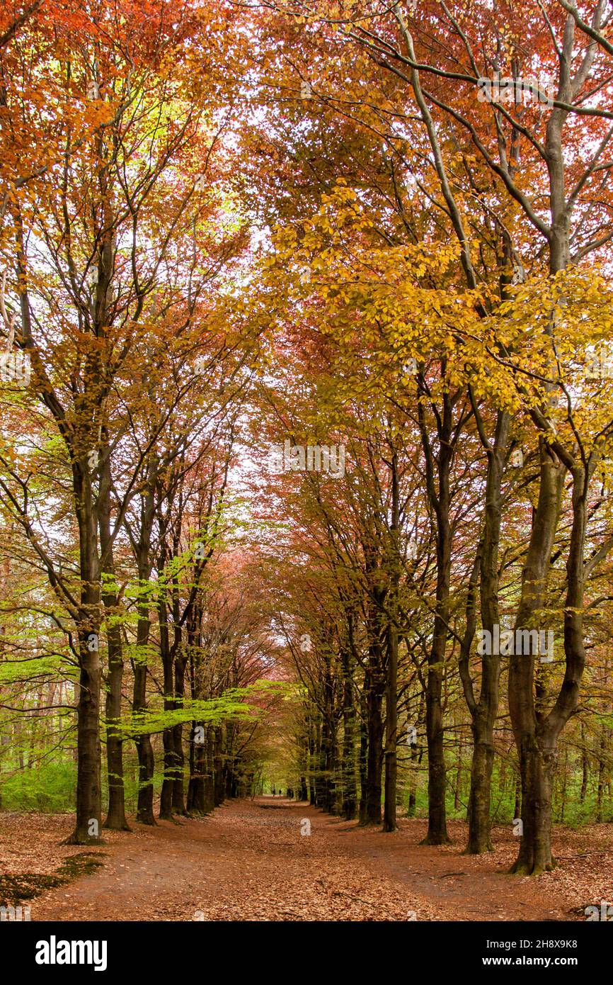 Colorful beech tree alley in early spring Stock Photo - Alamy