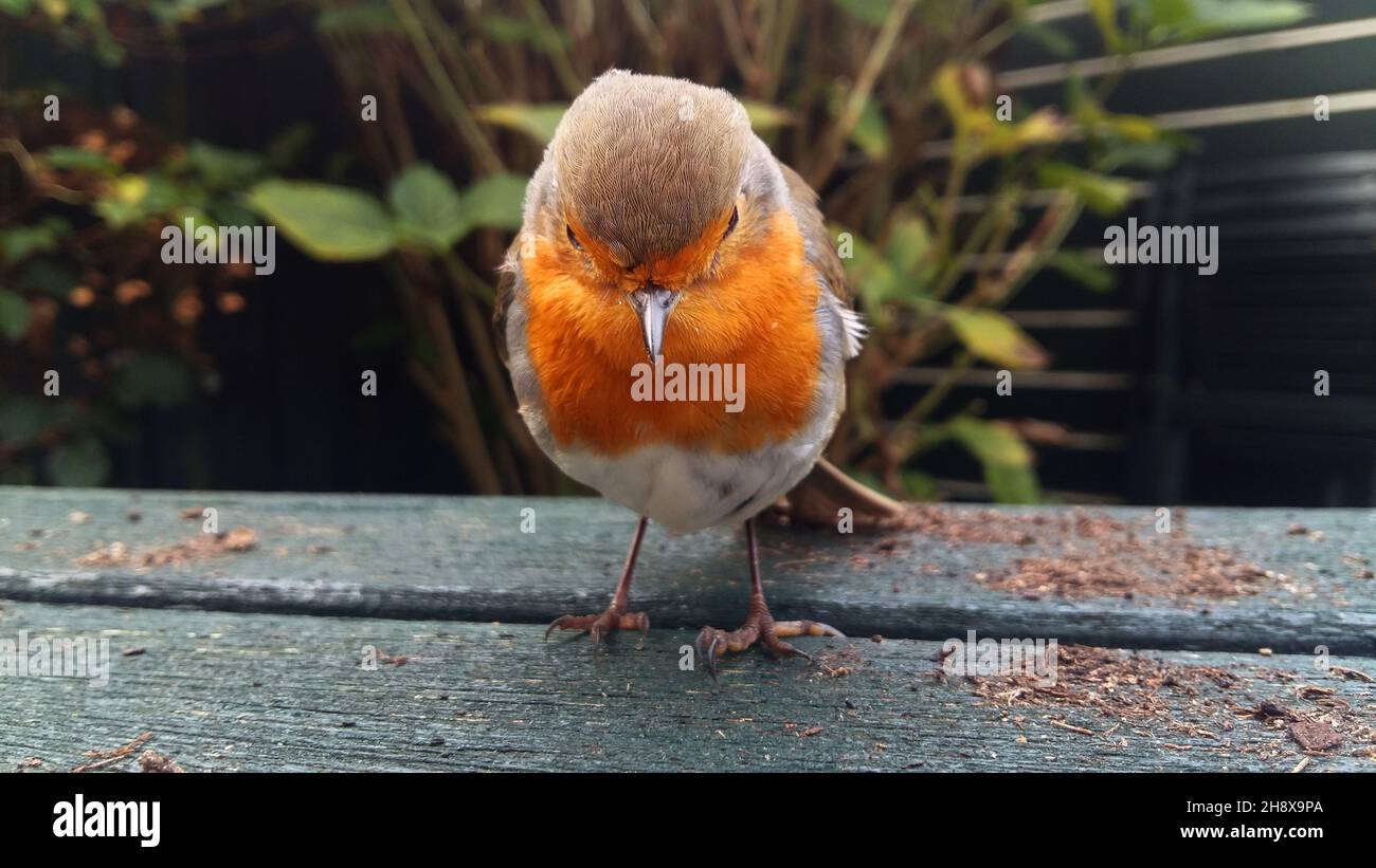 Dizzy robin after flying against a window Stock Photo - Alamy