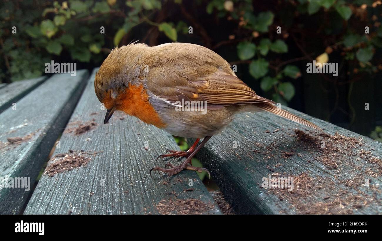Dizzy robin after flying against a window Stock Photo - Alamy