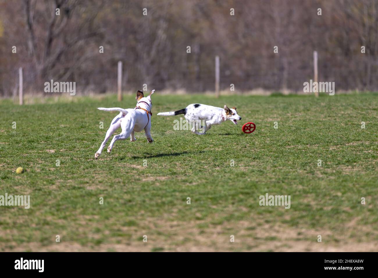 Cute trained dogs running in the field Stock Photo - Alamy