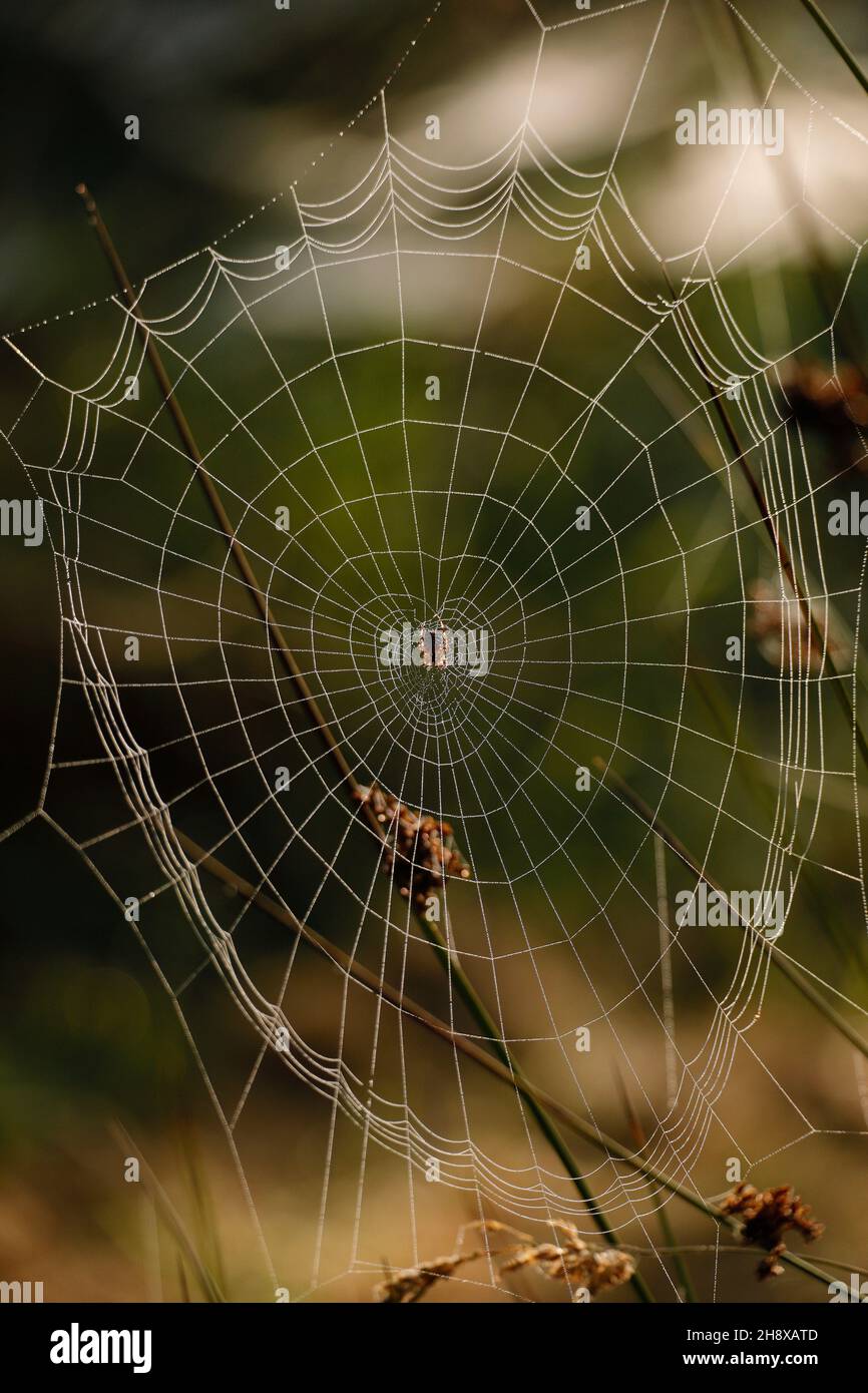 Webspinner insect hi-res stock photography and images - Alamy