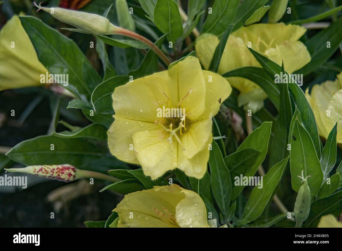 Little evening primrose hi-res stock photography and images - Alamy