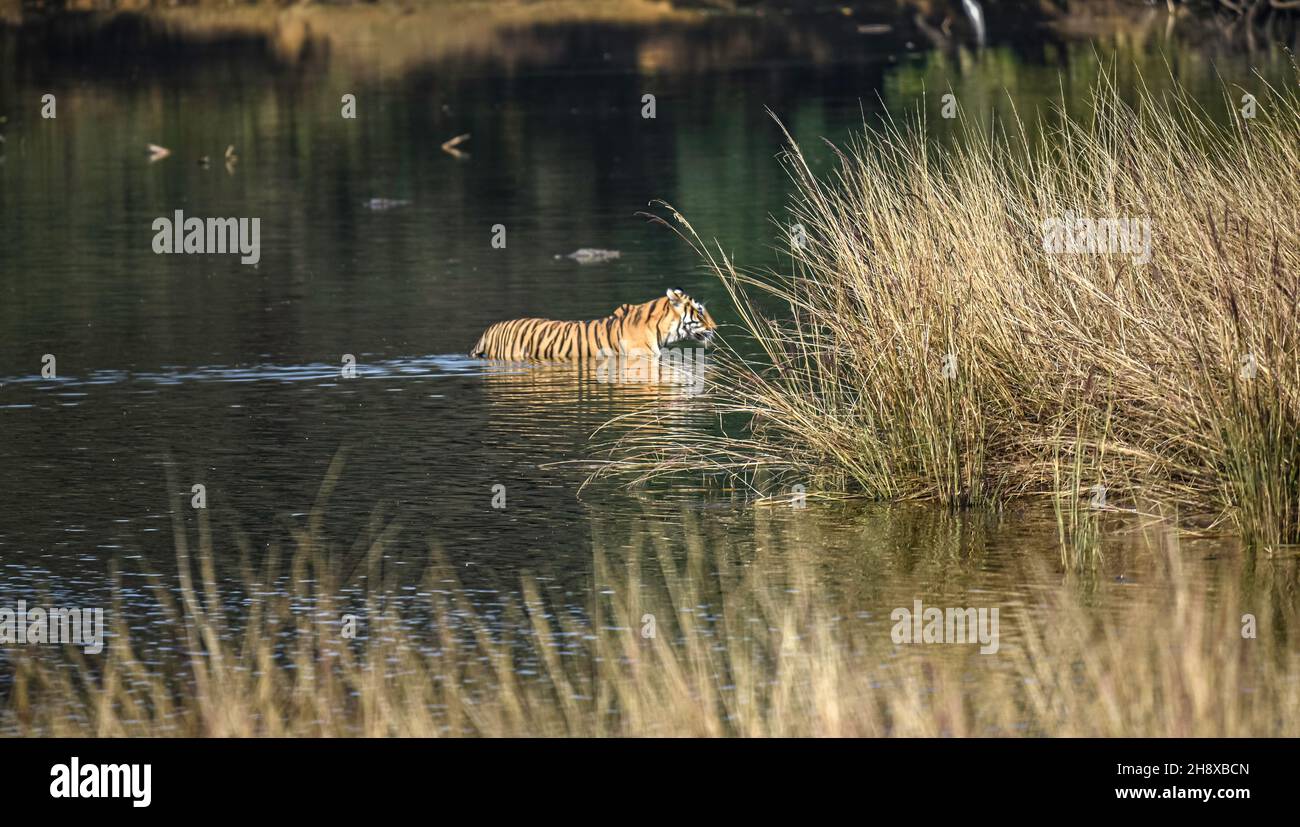 Tiger swimming hi-res stock photography and images - Alamy