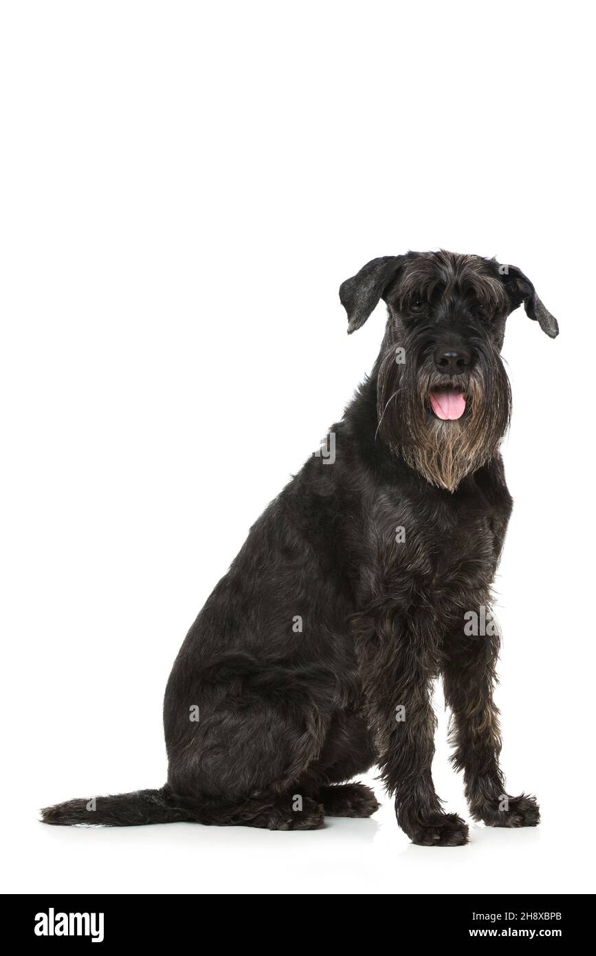 Medium schnauzer dog isolated on white Stock Photo - Alamy
