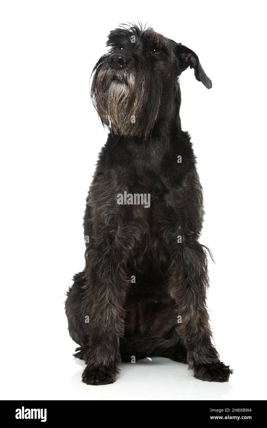 Medium schnauzer dog isolated on white Stock Photo - Alamy