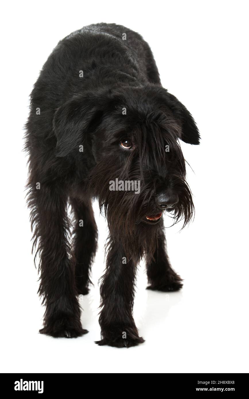 Big black dog giant Cut Out Stock Images & Pictures - Alamy