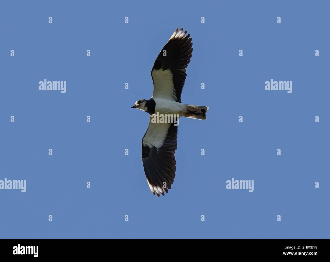 Beautiful shot of a kite bird flying in the blue sky Stock Photo - Alamy