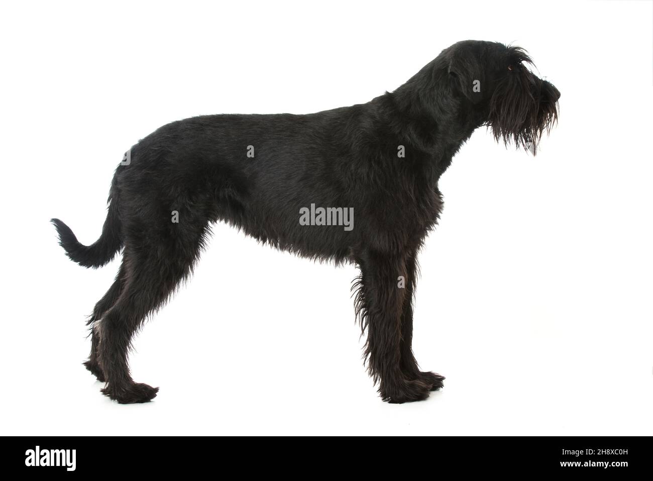 Big black dog giant Cut Out Stock Images & Pictures - Alamy