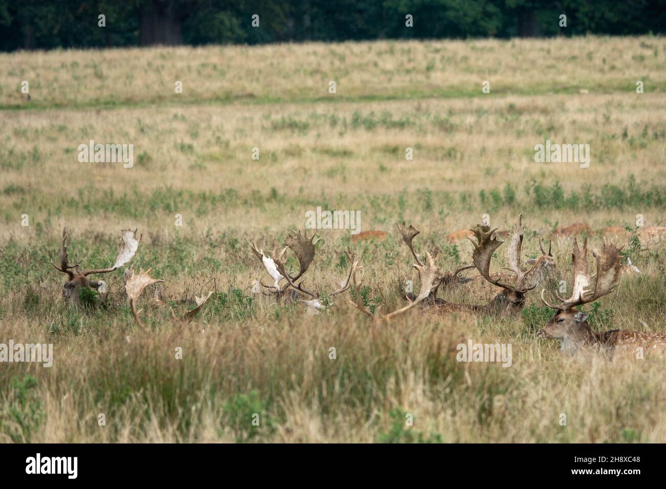 Stags ears hi-res stock photography and images - Alamy