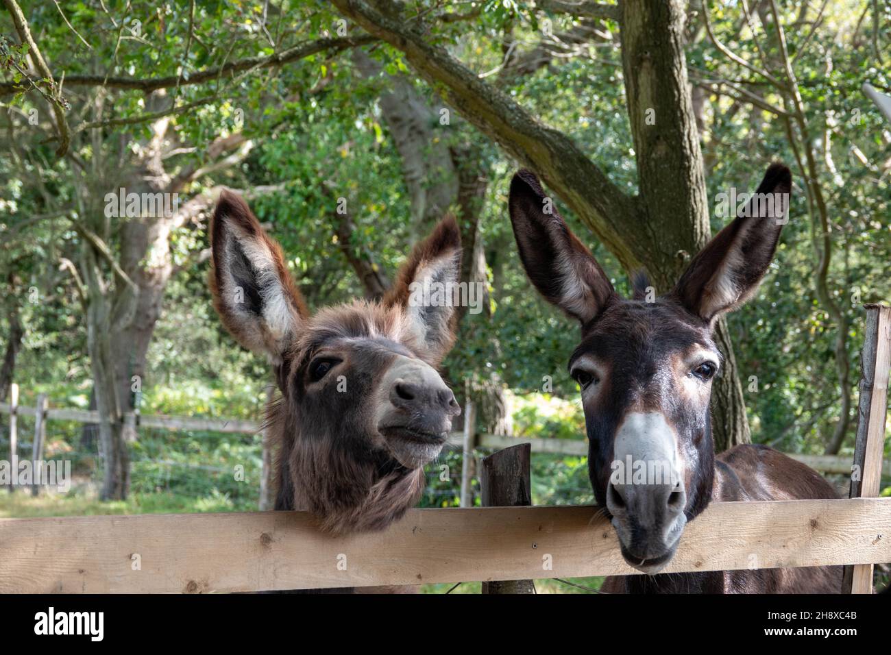 beautiful donkeys looking over the fence Stock Photo - Alamy