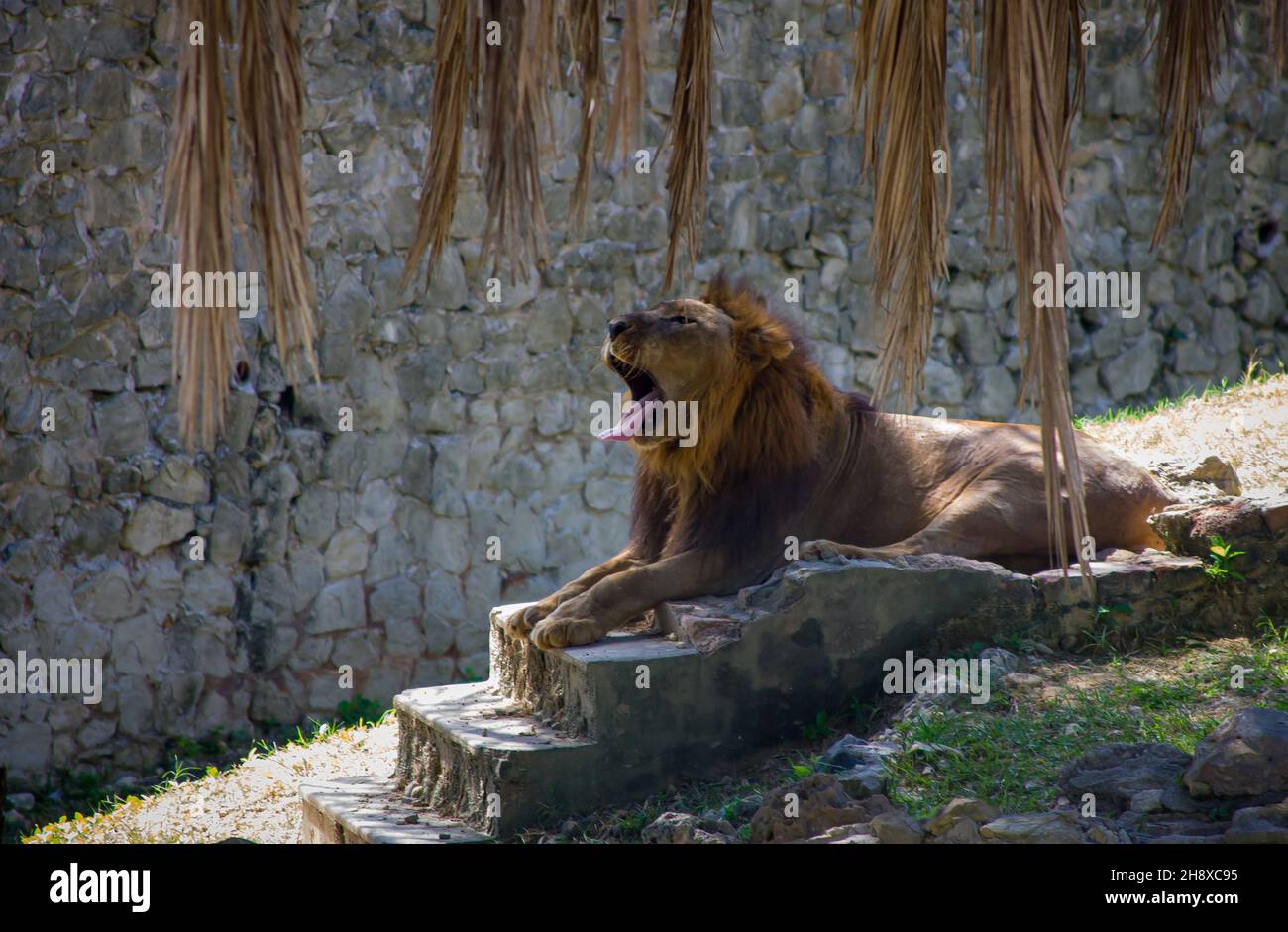 Male lion sitting yawning hi-res stock photography and images - Alamy