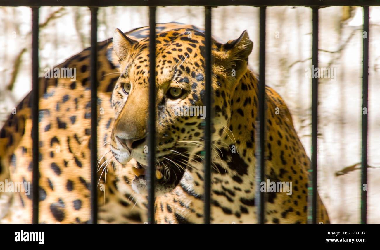 Beautiful shot of a jaguar inside the cage of the zoo Stock Photo - Alamy