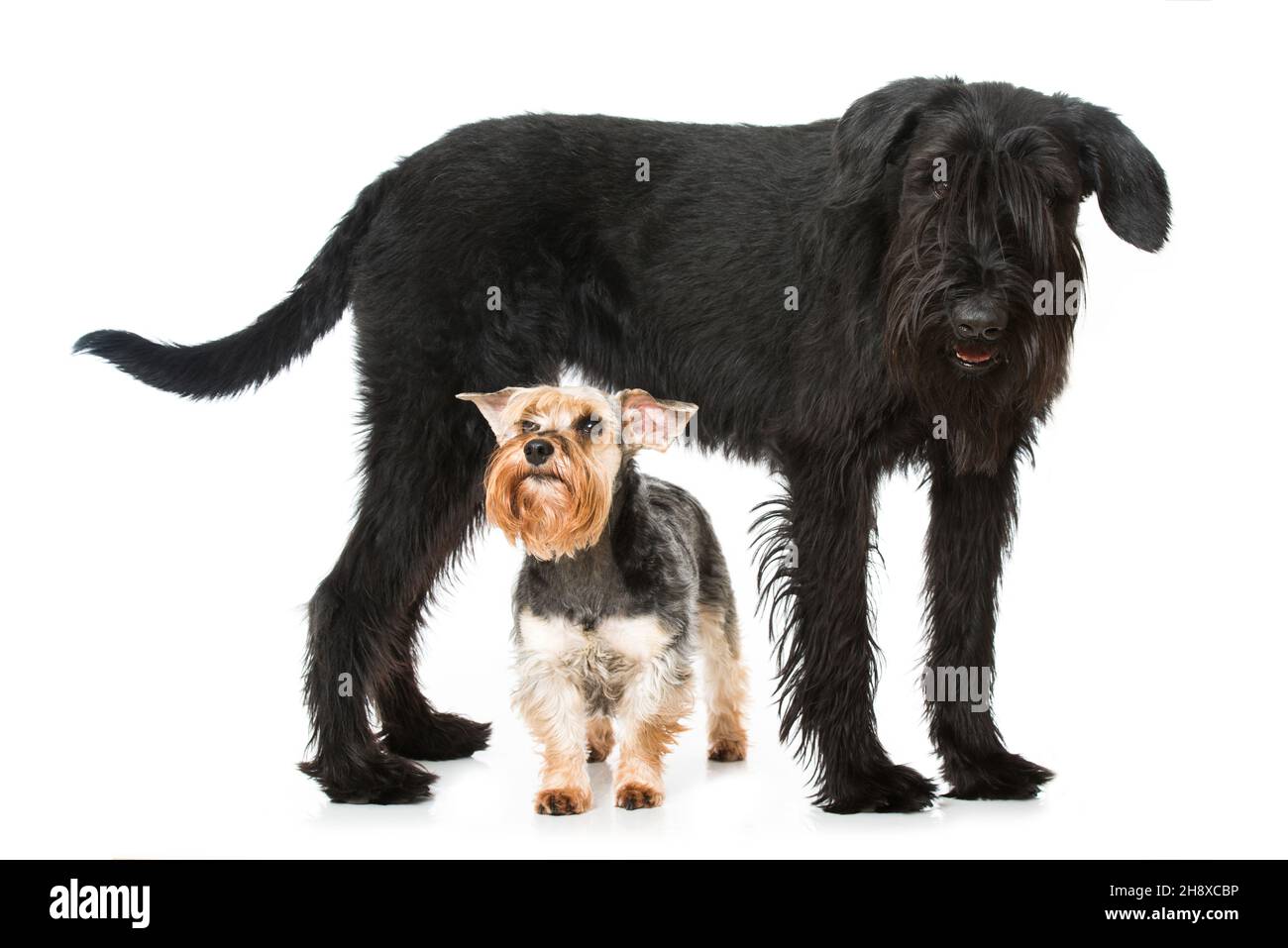 Two schnauzer dogs isolated on white Stock Photo - Alamy