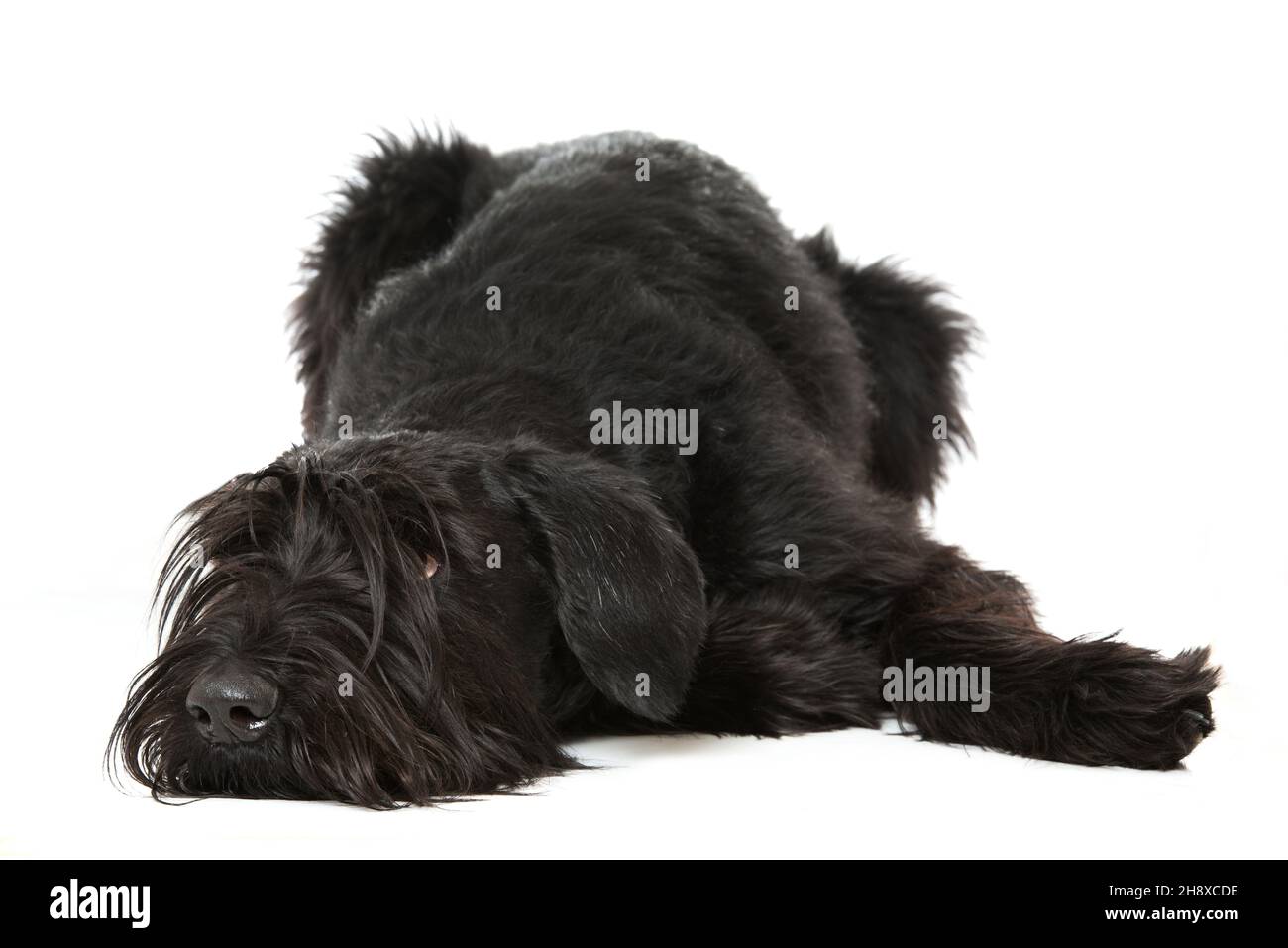 Dog lazy Cut Out Stock Images & Pictures - Alamy