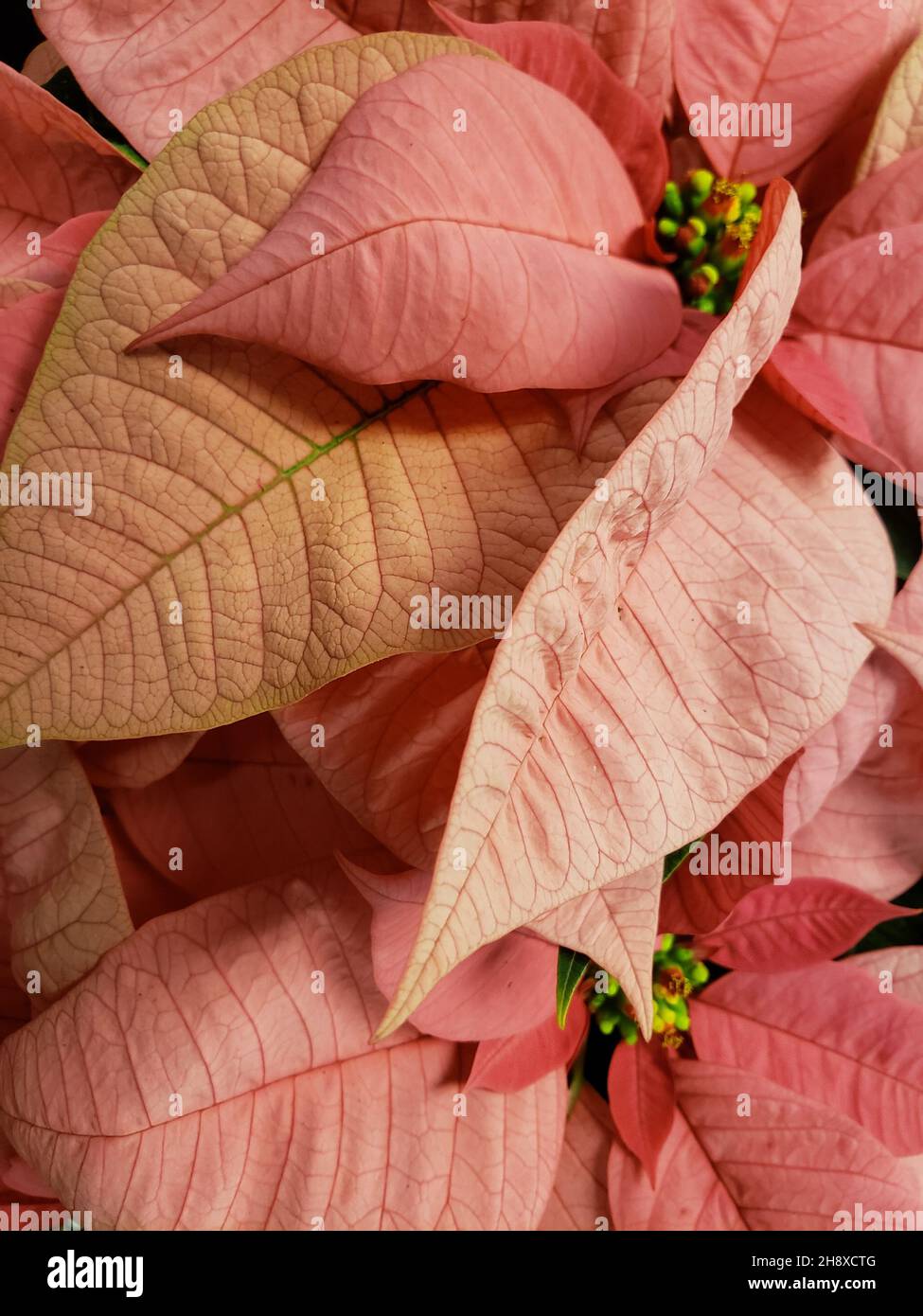 Poinsetta at christmas hi-res stock photography and images - Alamy