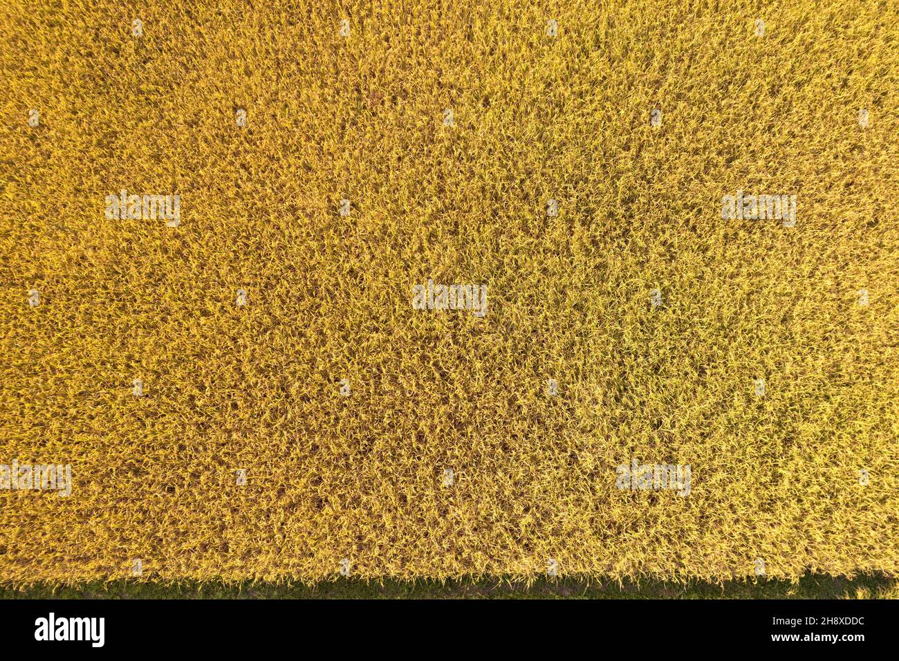 Golden paddy field hi-res stock photography and images - Alamy