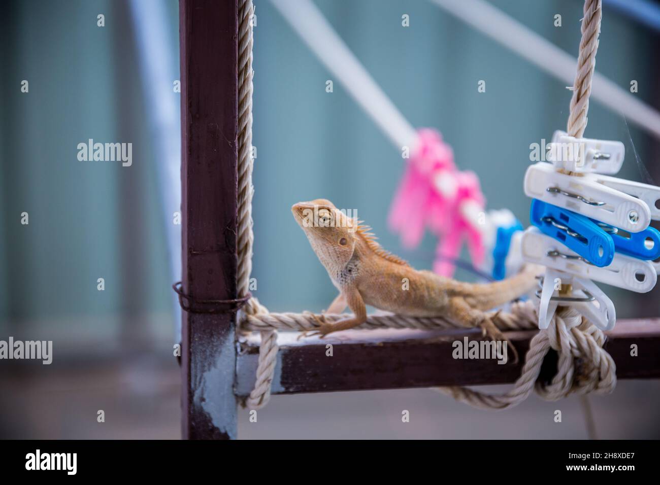 Closeup shot of a beautiful lizard pet in the laundry room at home ...