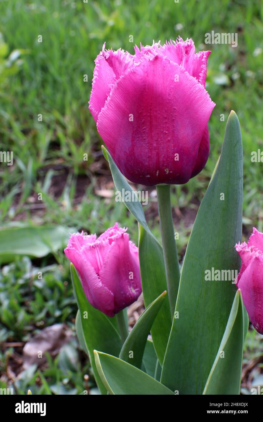 Purple tulip flowers card hi-res stock photography and images - Alamy