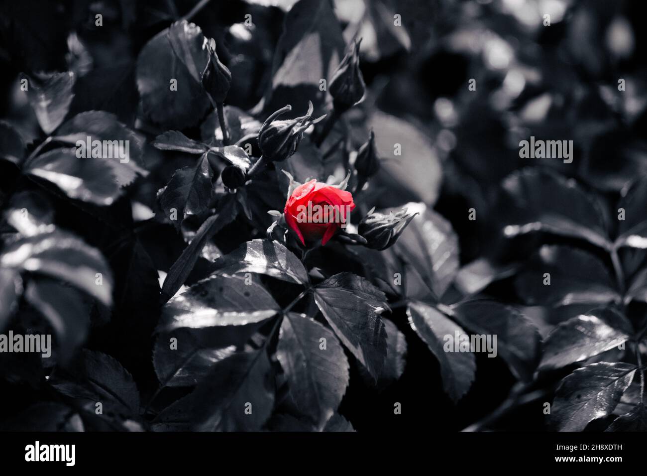 Selective colour hi-res stock photography and images - Alamy