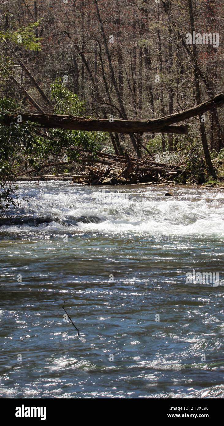 Vertical shot of a river stream with trees in the background Stock ...