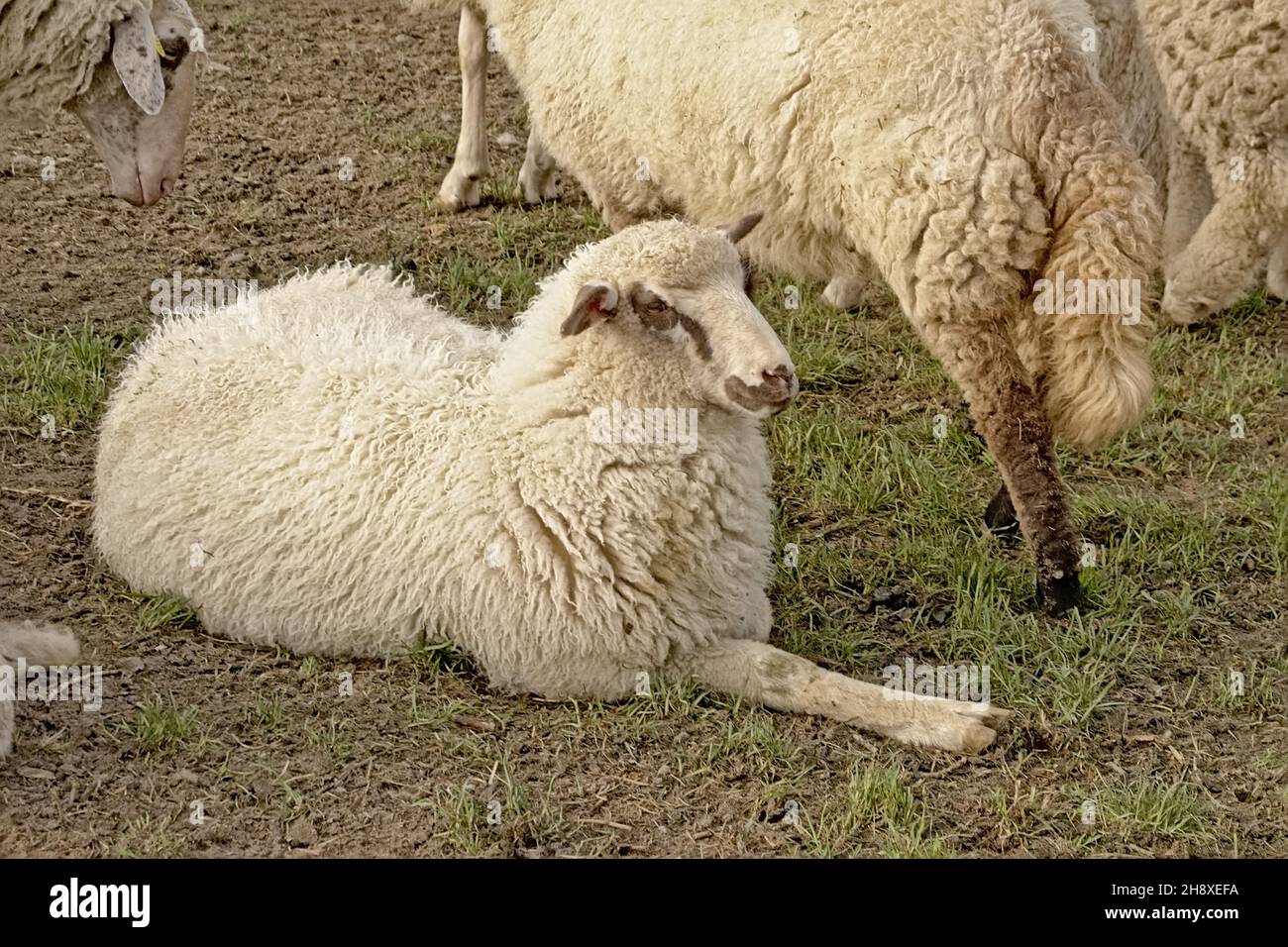 Flock of sheep sitting on the ground in Poller Wiesen park in Cologne ...