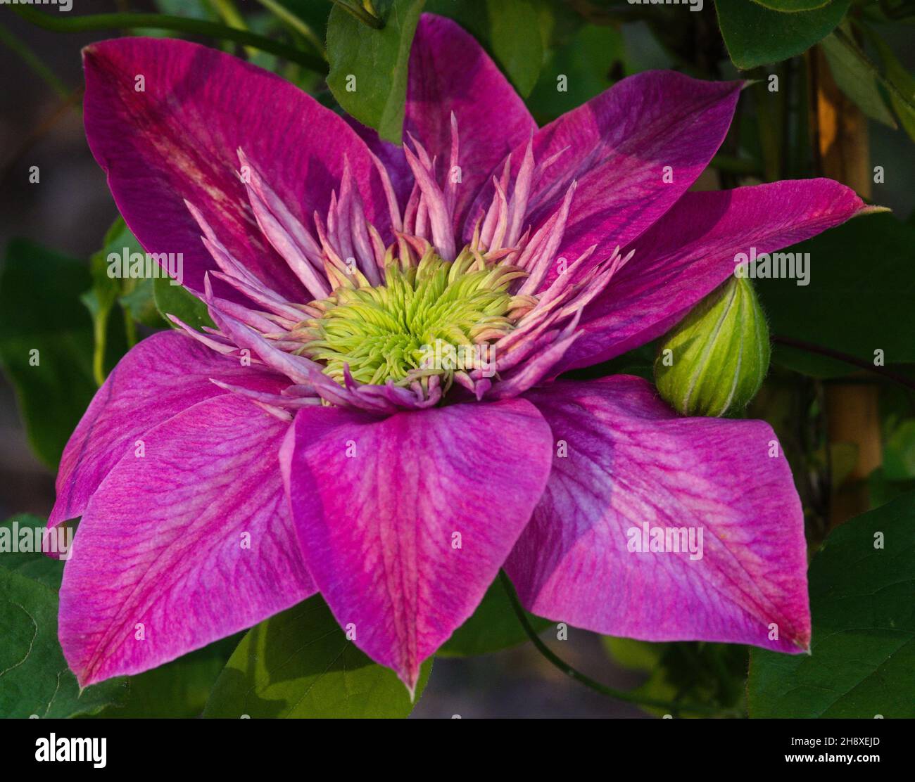 Beautiful pink clematis asao flower blooming in a garden Stock Photo ...