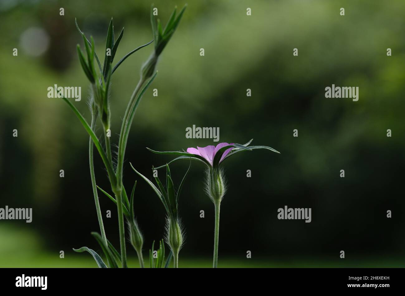 Common pink flower cockle (Agrostemma githago) in a field Stock Photo ...