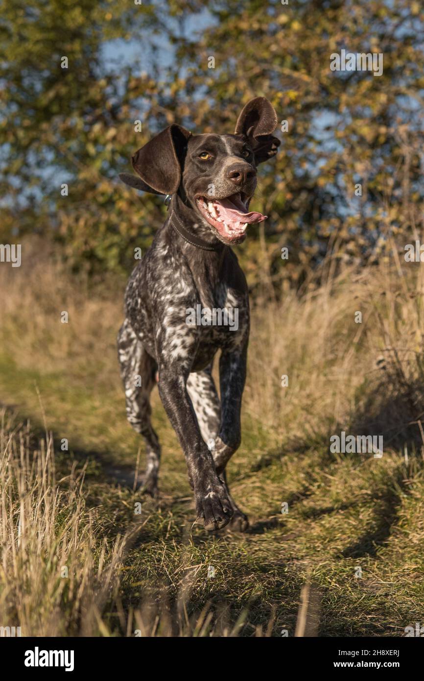 Cute and playful German Shorthaired Pointer in the park Stock Photo - Alamy