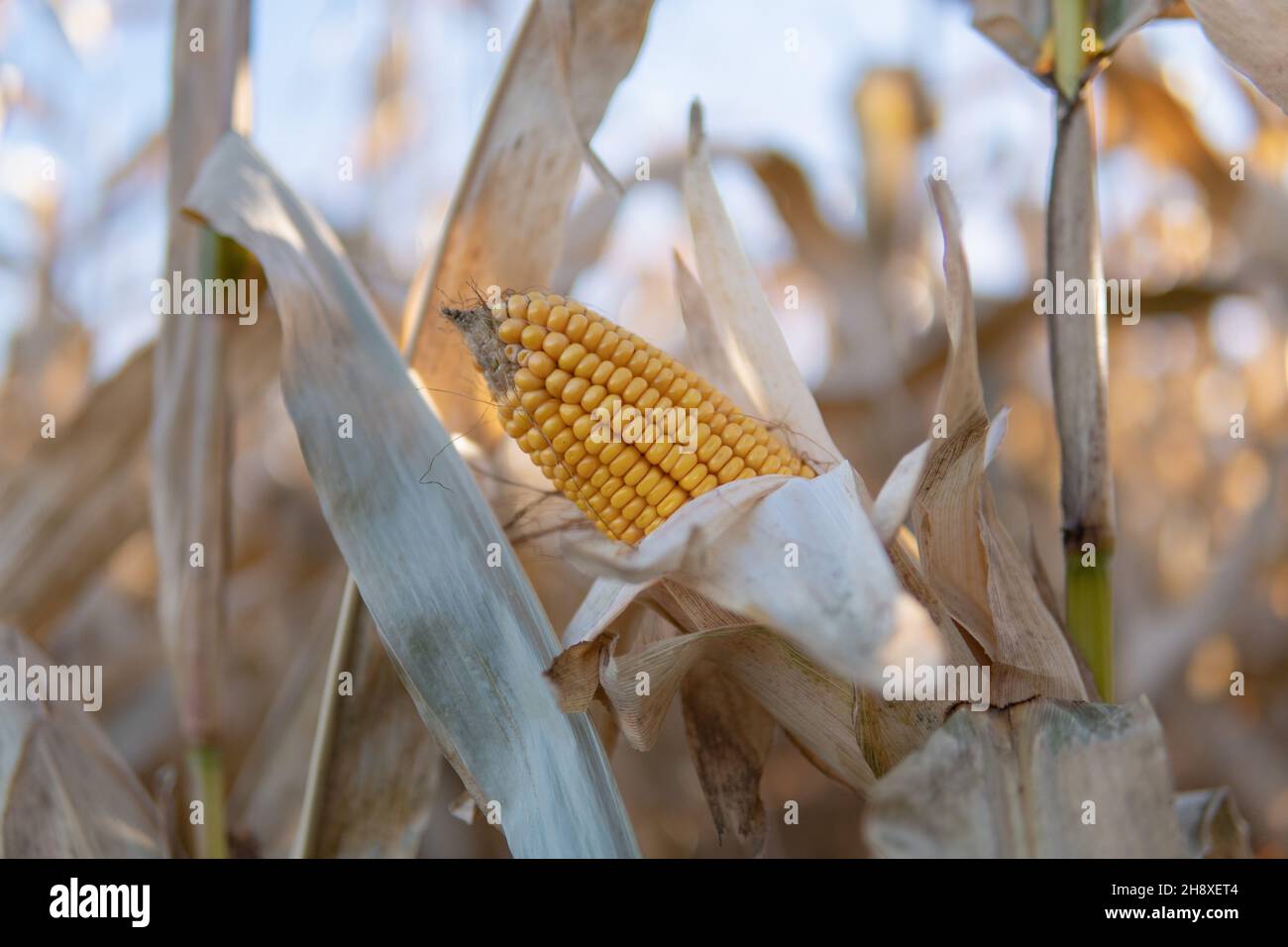 Ear of ripe yellow corn ready for the harvest in the field Stock Photo ...