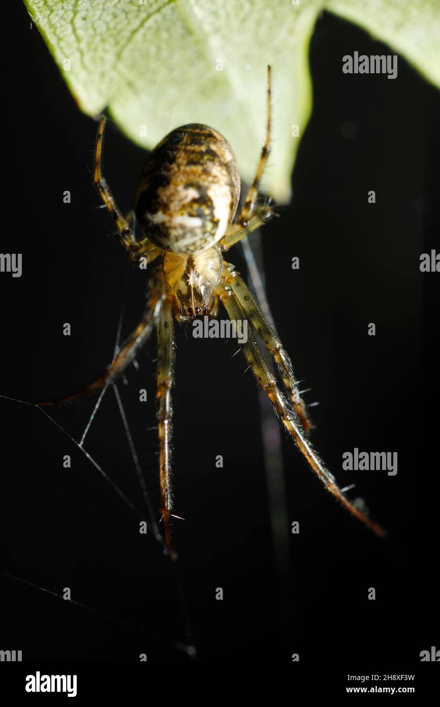 Orb Web Spider Stock Photo - Alamy