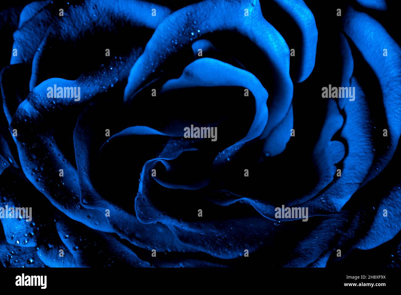 Blue rose with dew drops Stock Photo - Alamy