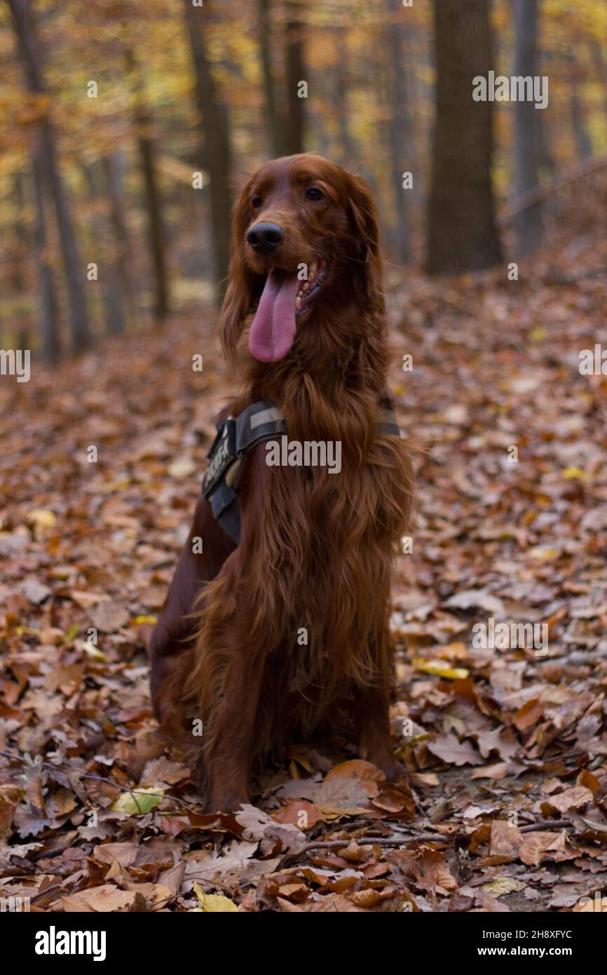 Irish setter dog woods hi-res stock photography and images - Alamy