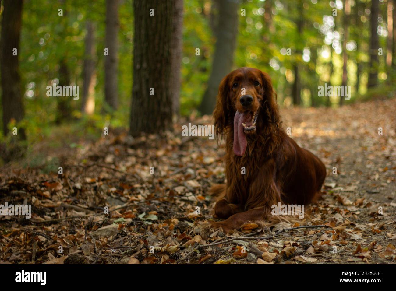 Irish setter dog woods hi-res stock photography and images - Alamy