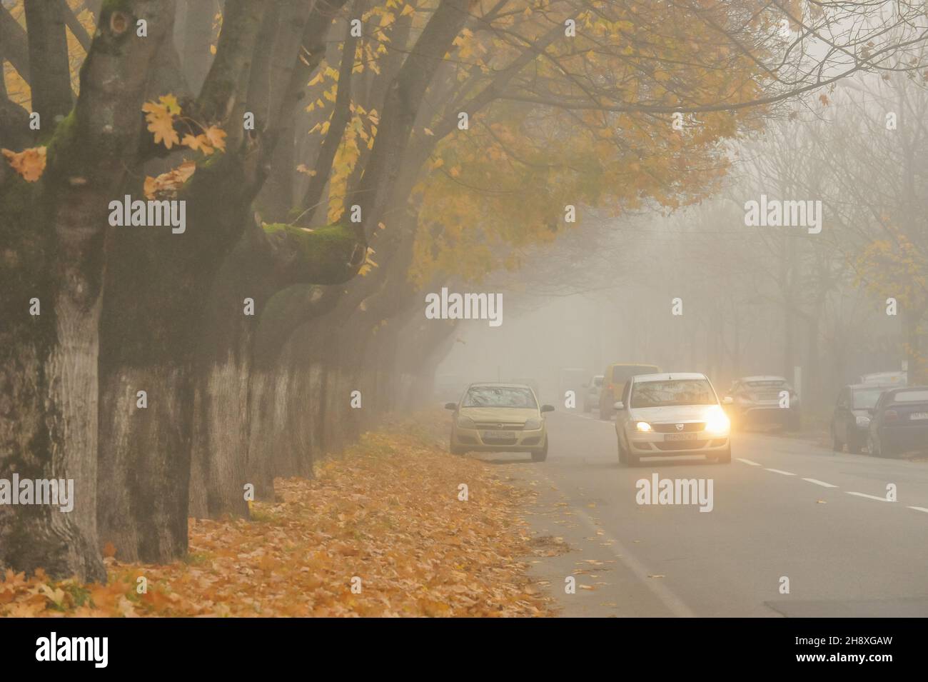 Cold foggy autumn morning along the road Stock Photo - Alamy