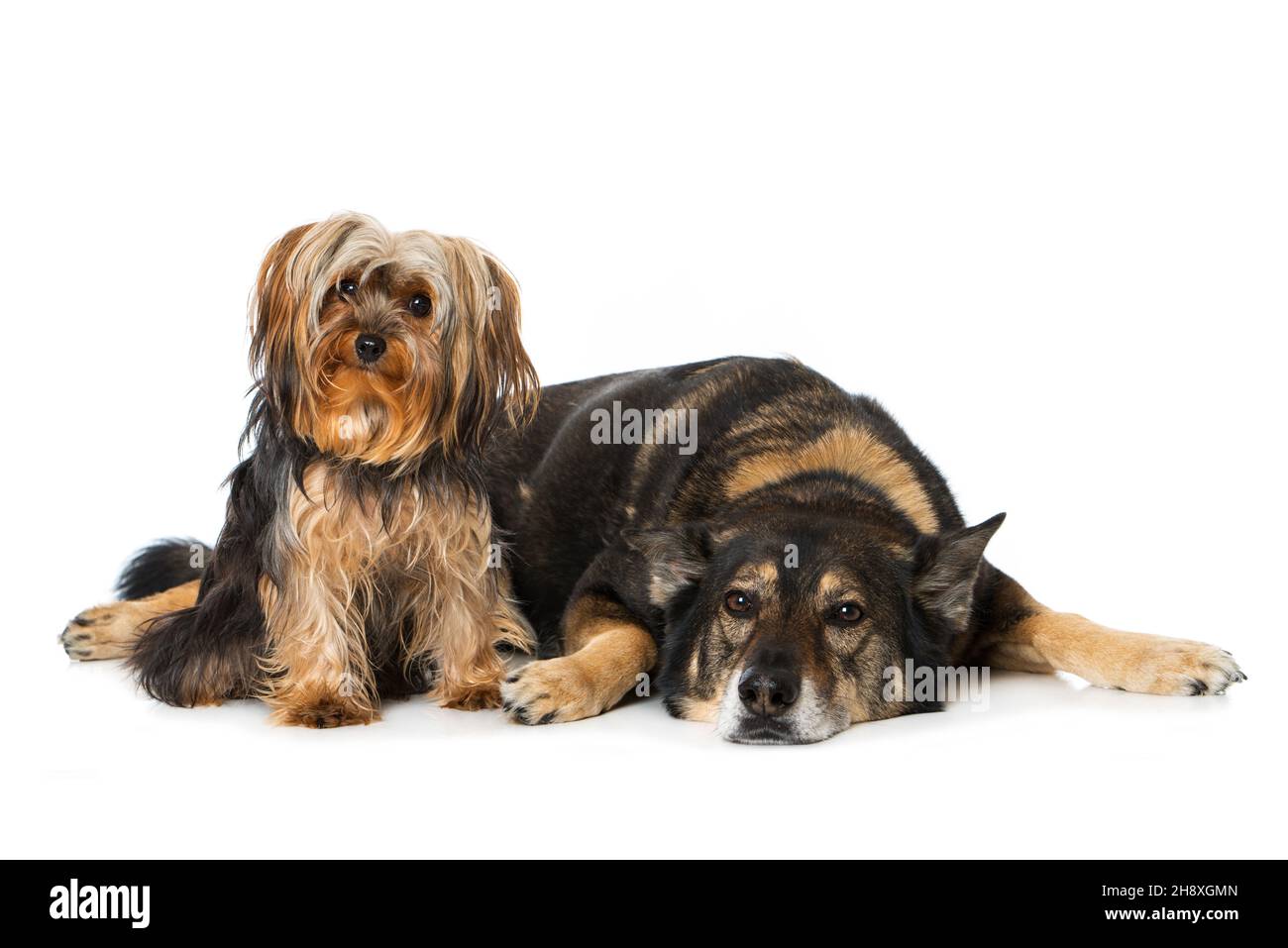 Two dogs isolated on white background Stock Photo - Alamy