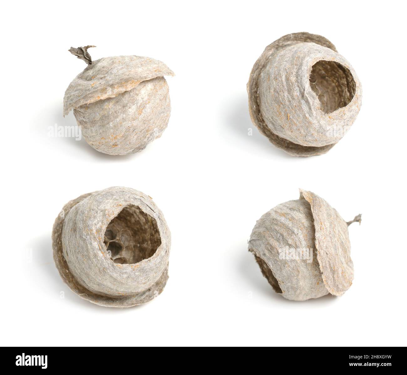 French Wasp Nest. Polistes gallicus. Isolated. Set Stock Photo - Alamy