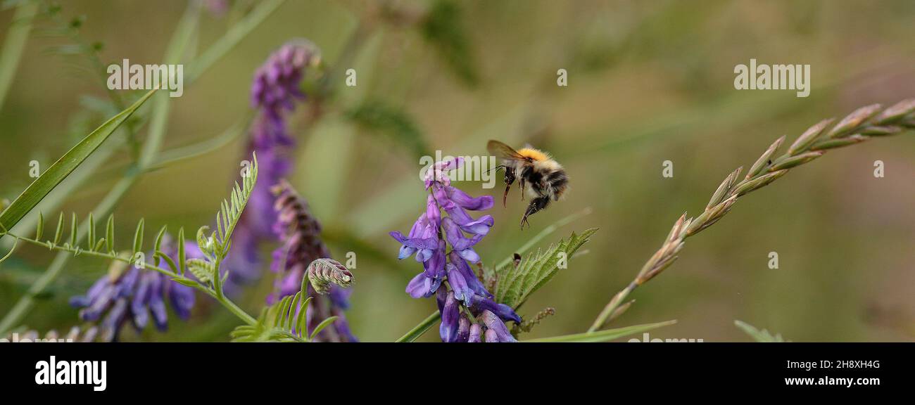 Bumblebee foraging among Vetch Stock Photo - Alamy