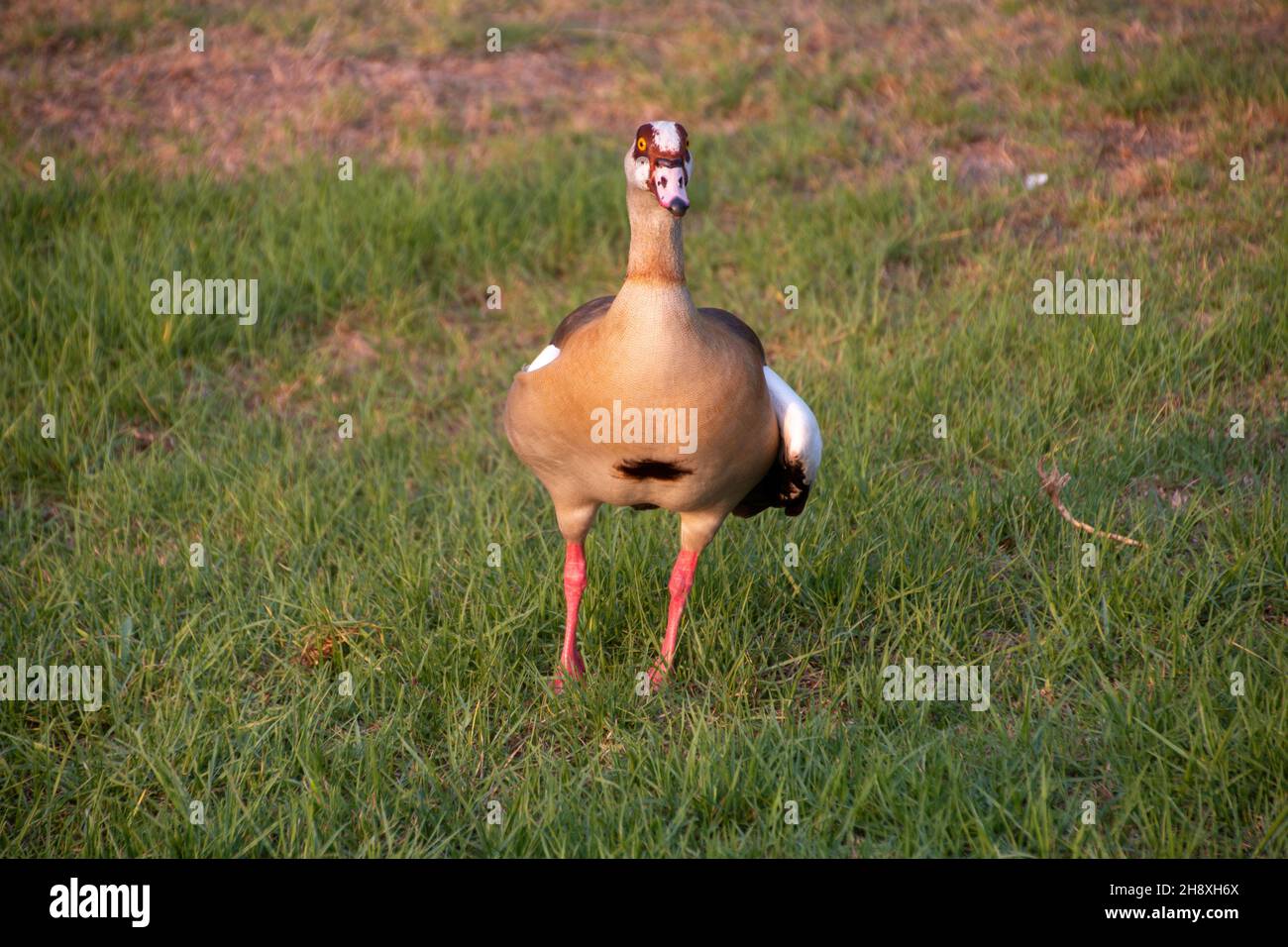 Deer duck hi-res stock photography and images - Alamy