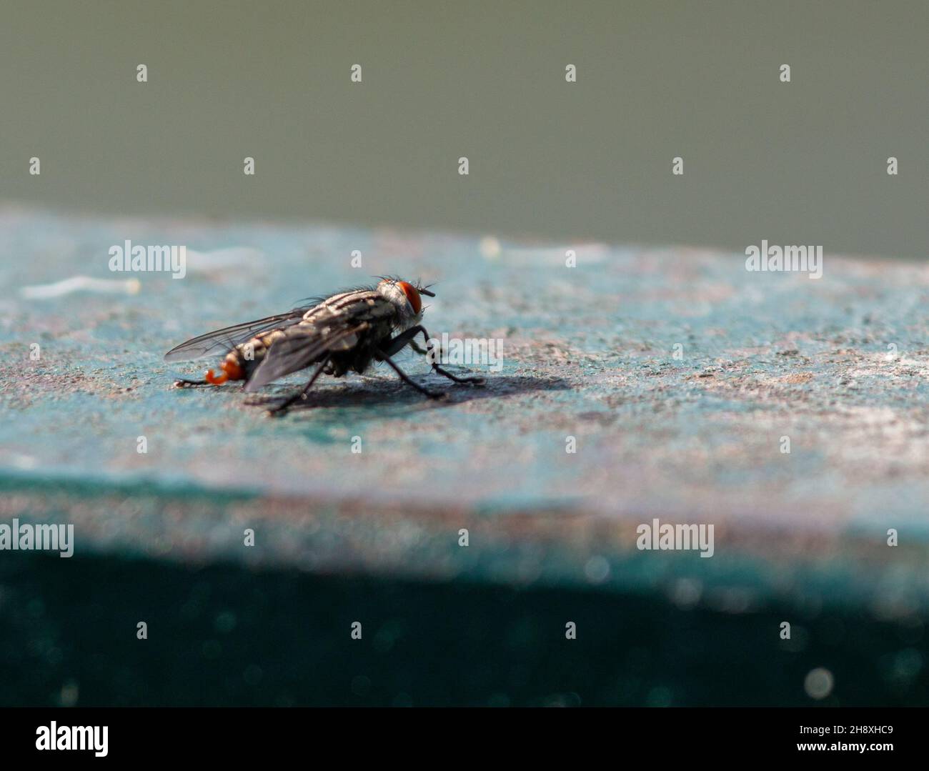 Color arthropod hi-res stock photography and images - Alamy
