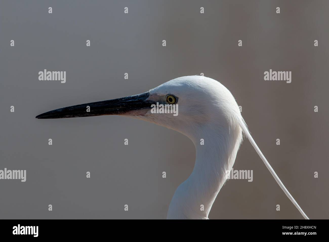 Ciconiiformes birds hi-res stock photography and images - Alamy