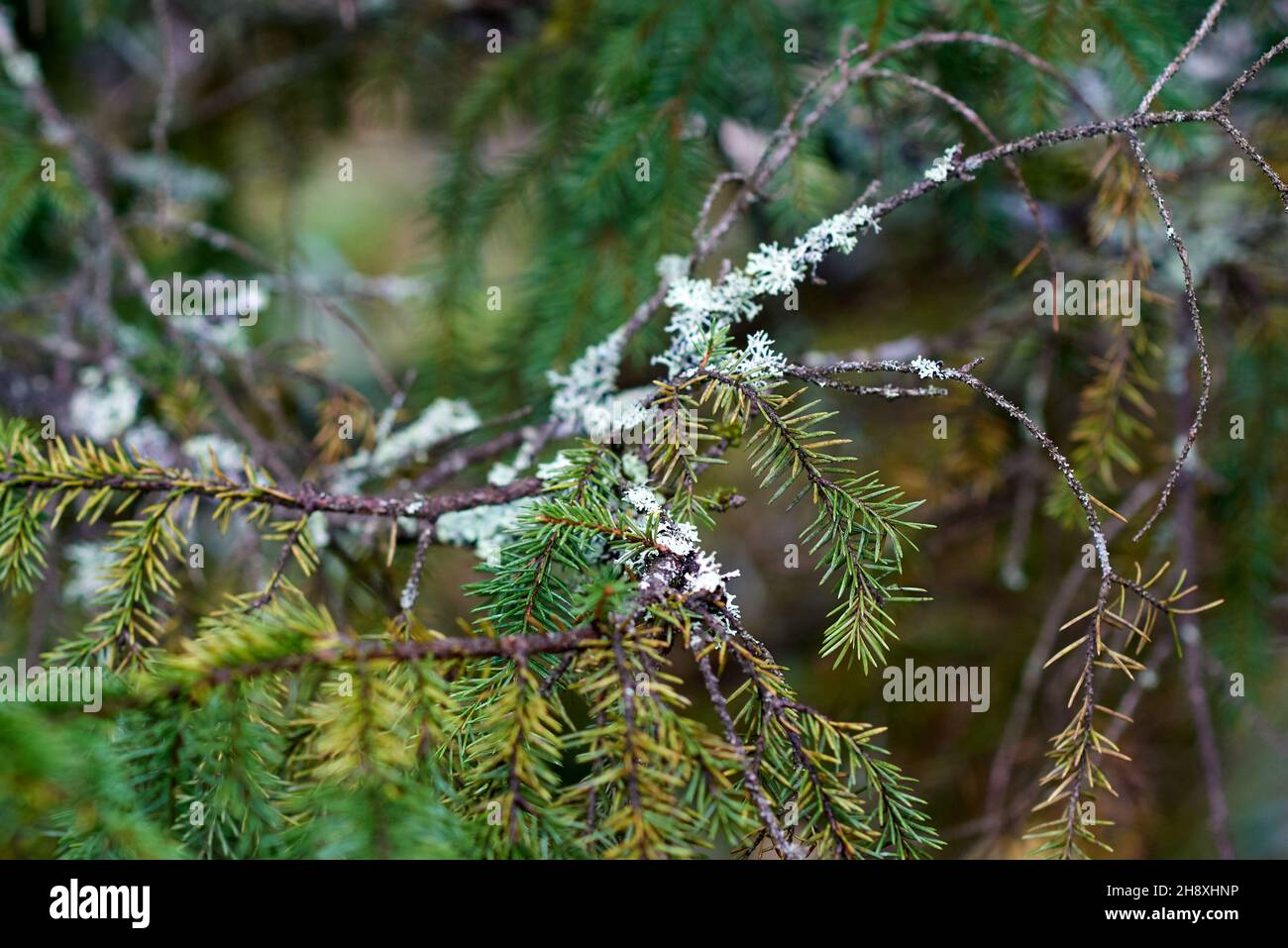 epiphyte is an organism that grows on the surface of a plant Stock ...