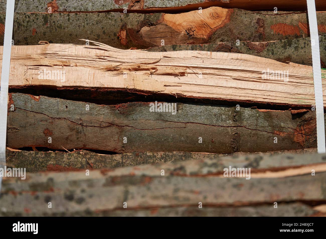 Long firewood neatly stacked and tied together into a bundle, close-up ...