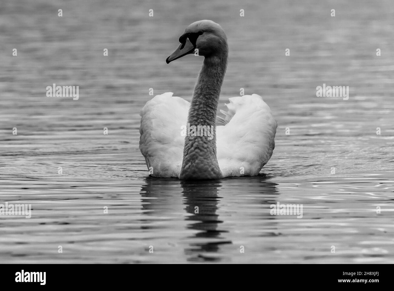 Flying and swimming Black and White Stock Photos & Images - Alamy