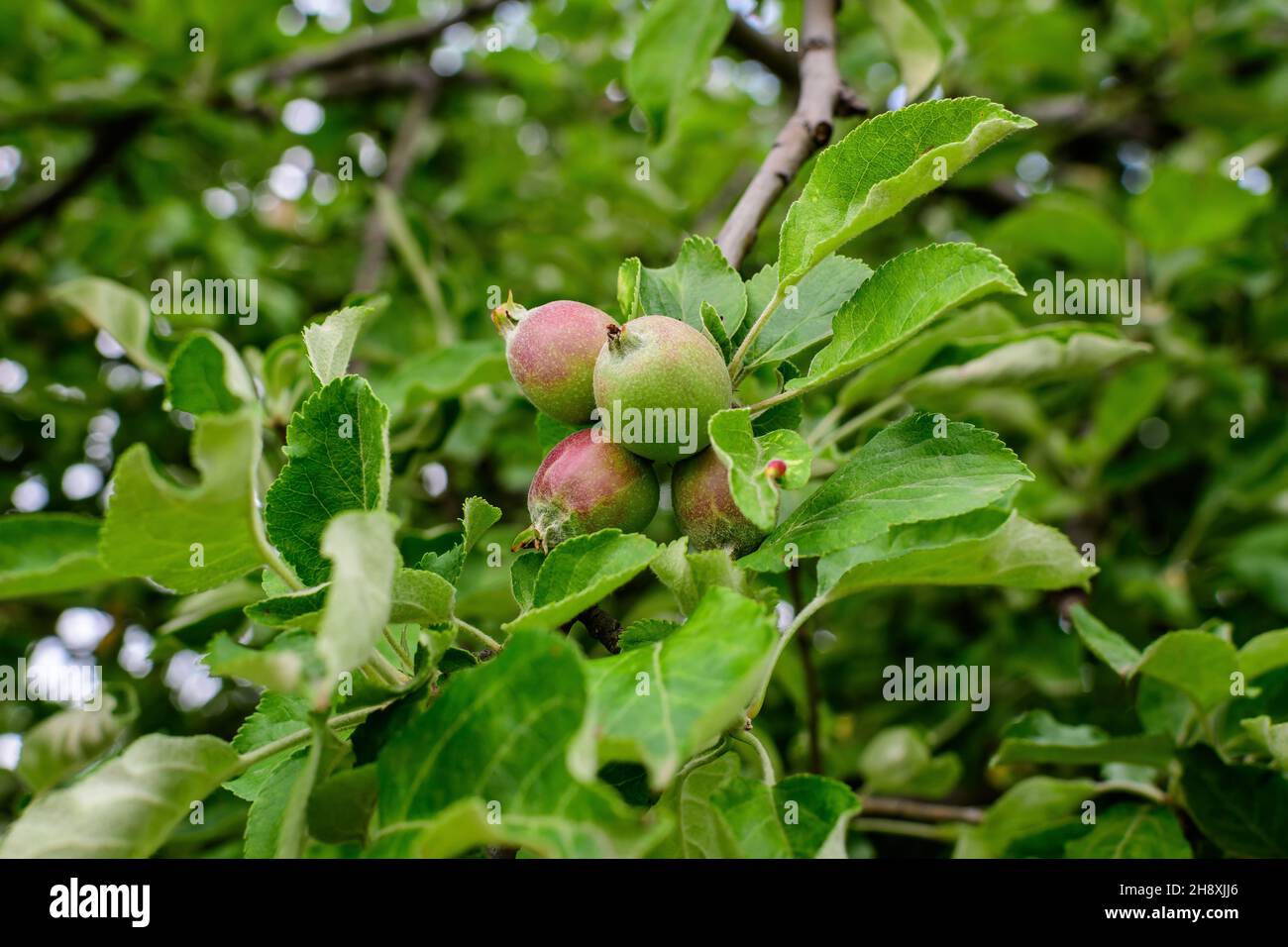Small green fruits hi-res stock photography and images - Alamy