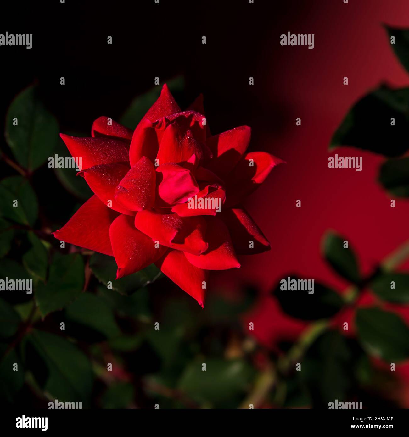 Rose without petals hi-res stock photography and images - Alamy