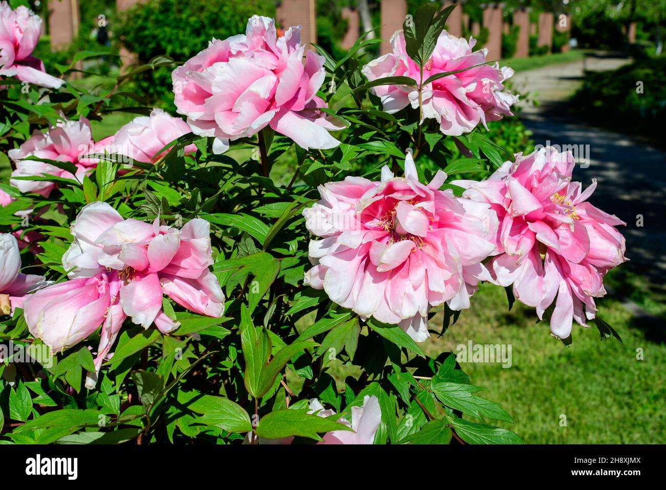 Bush with many large delicate pink peony flowers in direct sunlight, in ...